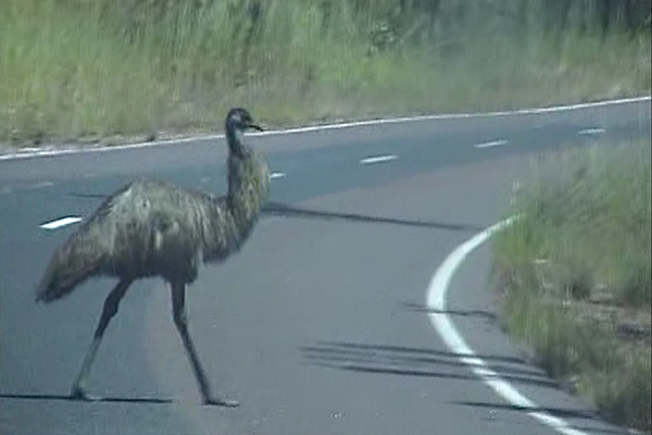 Emu
